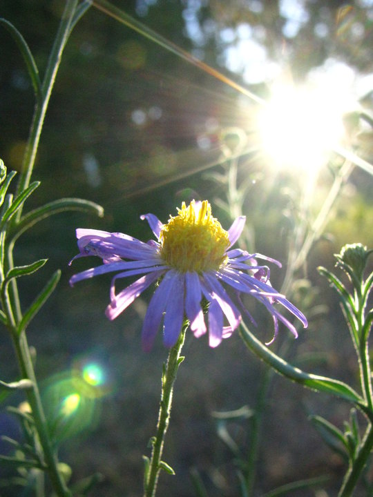 Poem by Julene Tripp Weaver - oddball magazine